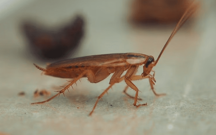 The Key To Getting Rid Of Roaches In Your Home In The Bronx | All State ...