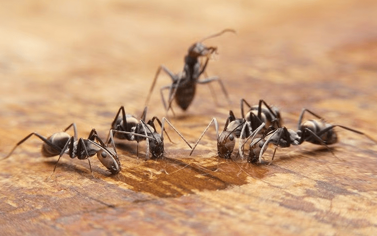 Pest Spotlight: How To Tackle Ant Infestations On Long Island | All ...