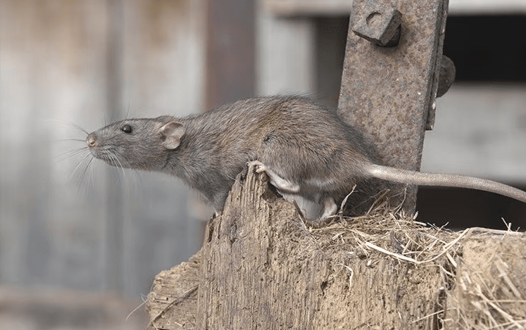 The Best Way To Get Rid Of Rats On Your Property In The Bronx | All ...