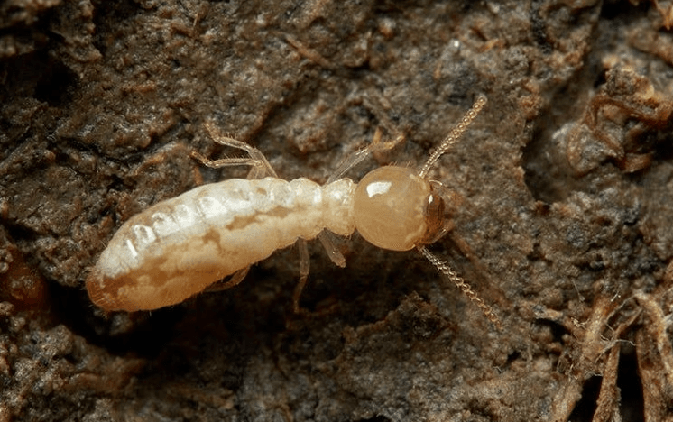 Let's Talk About Termite Control In Long Island | All State Pest Control