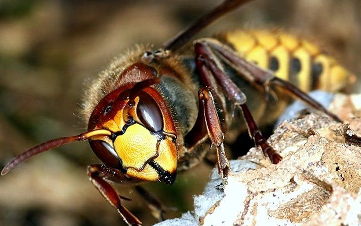 The Trick To Successful Wasp Prevention For Yards In The Hamptons | All State Pest Control